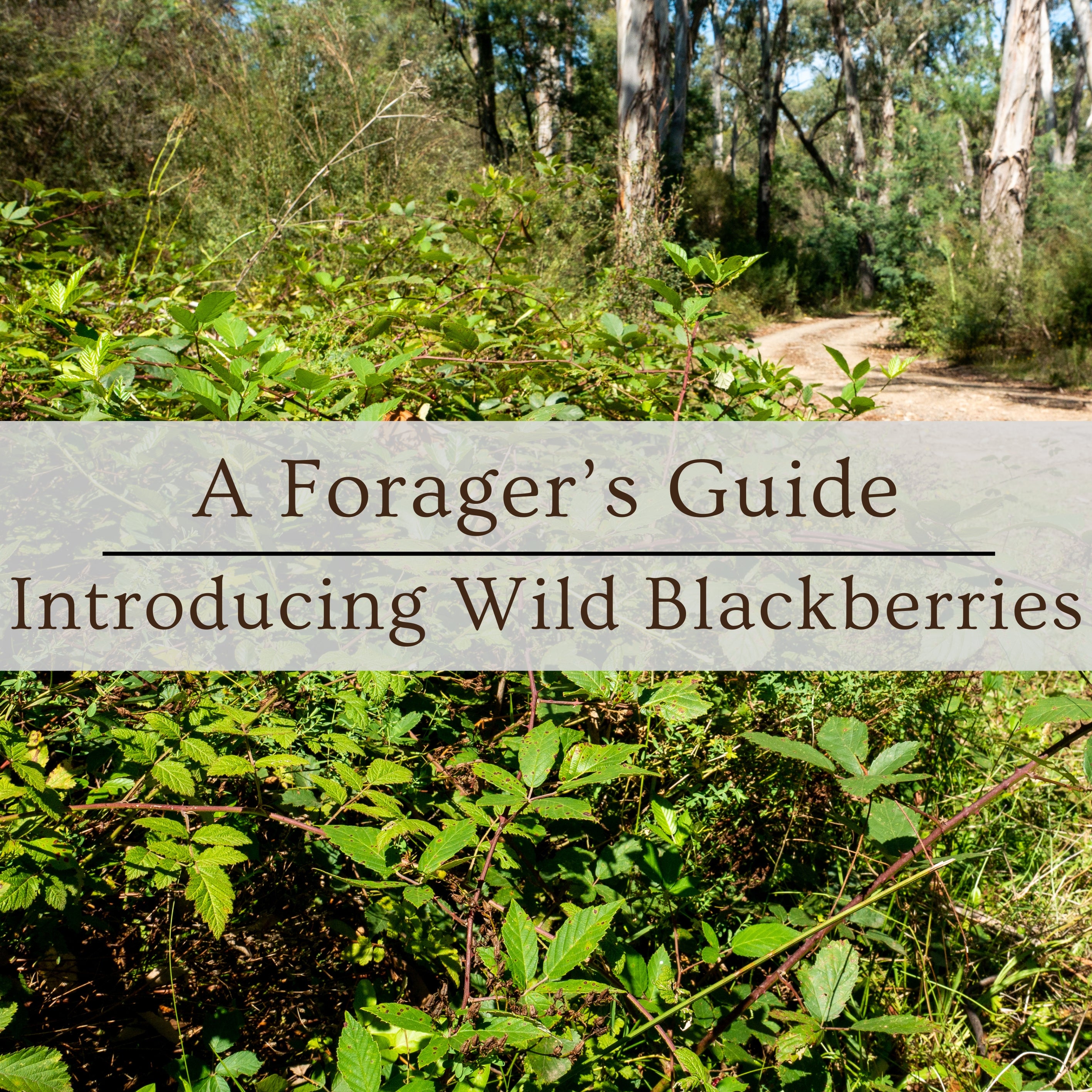 A Forager's Guide: Introducing Wild Blackberries – Shakao